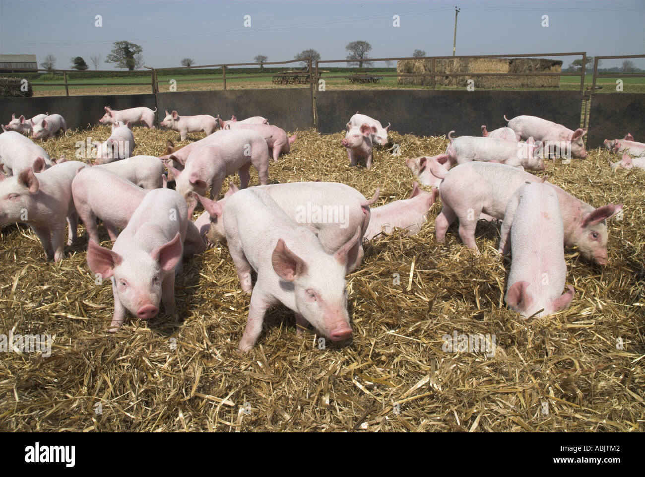Weaner pigs small pig rearing hi-res stock photography and images - Alamy