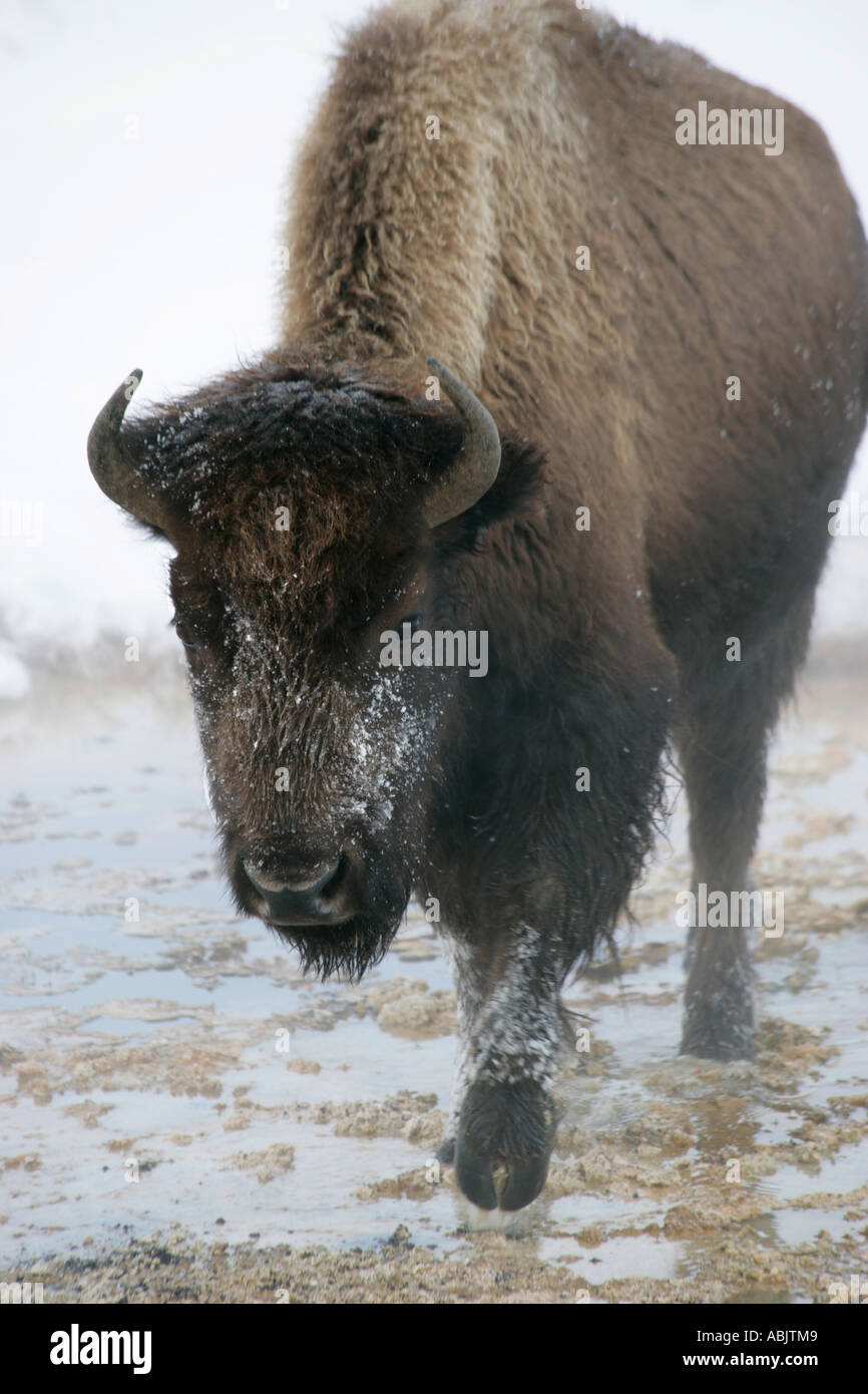 Bison Walking in the Thermal Springs of Yellowstone National Park ...