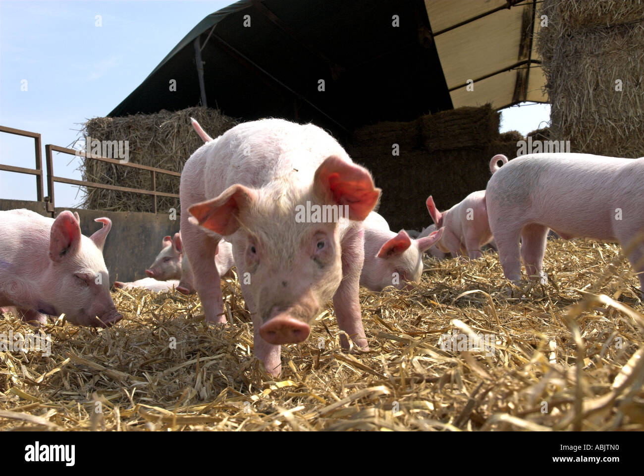 Weaner pigs in straw bedding in small pig rearing unit Norfolk UK Stock ...