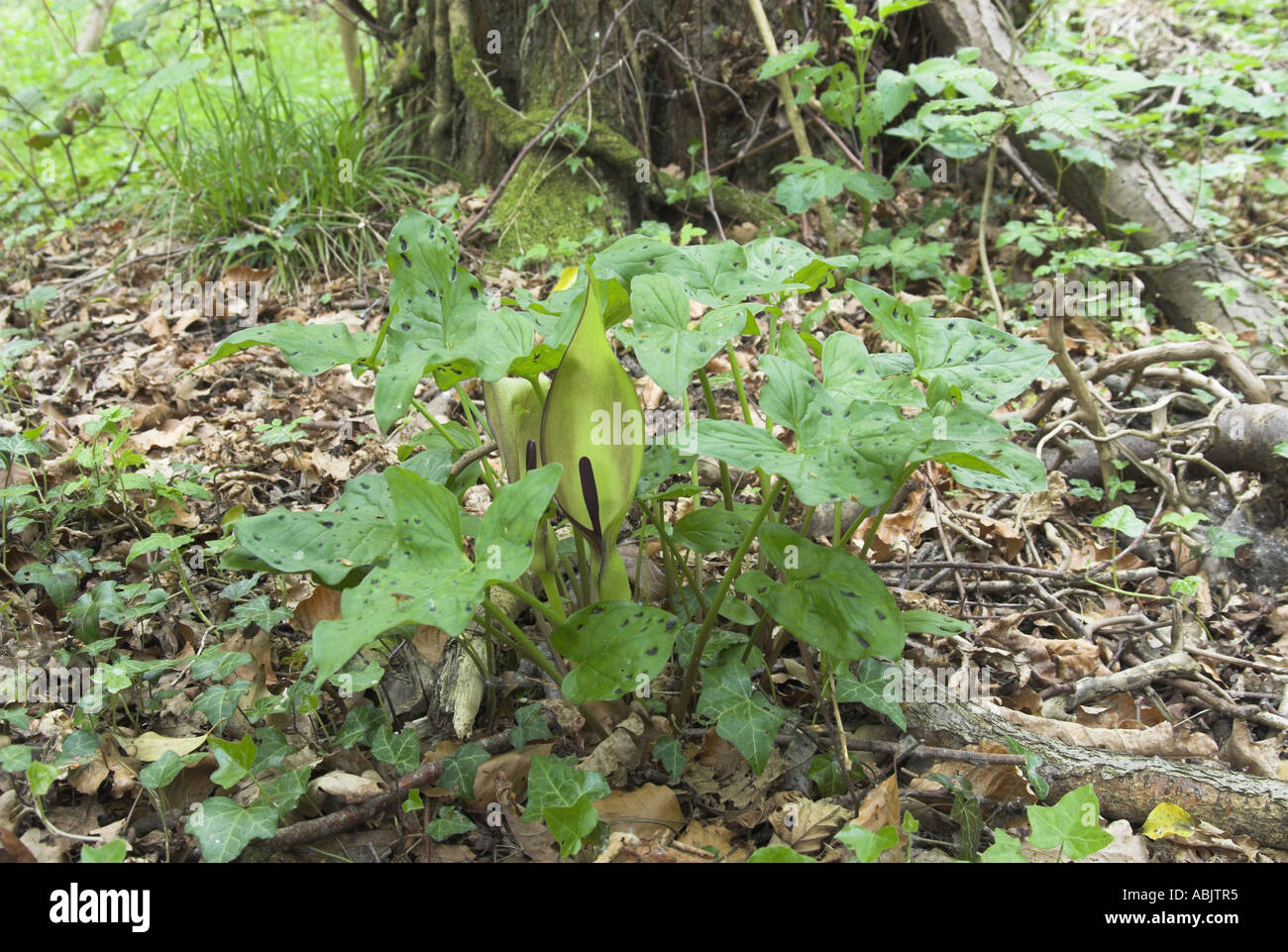 Wild Arum Cuckoo Pint or Lords and Ladies arum maculatum showing the ...