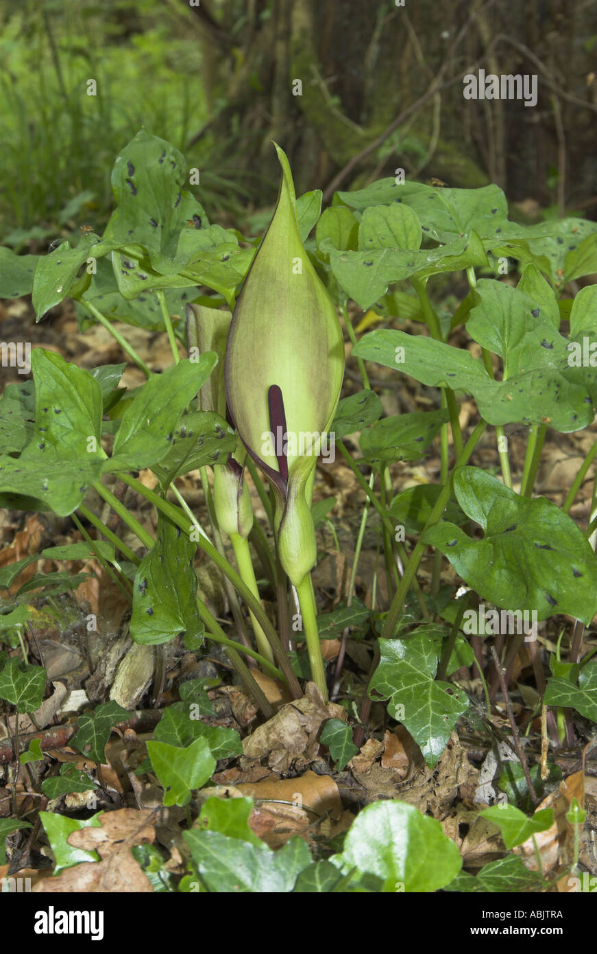 Wild Arum Cuckoo Pint or Lords and Ladies arum maculatum showing the ...