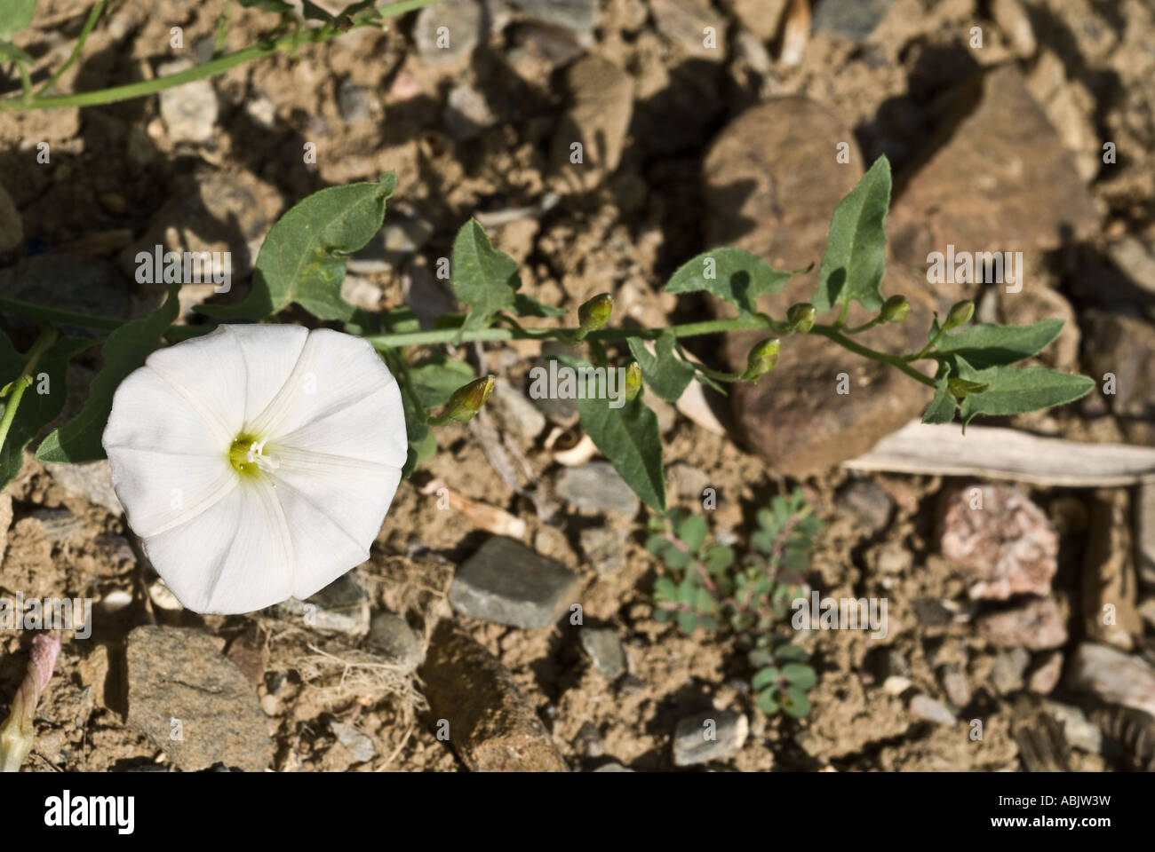 Wild Flower Hedge Bindweed Calystegia sepium Stock Photo - Alamy