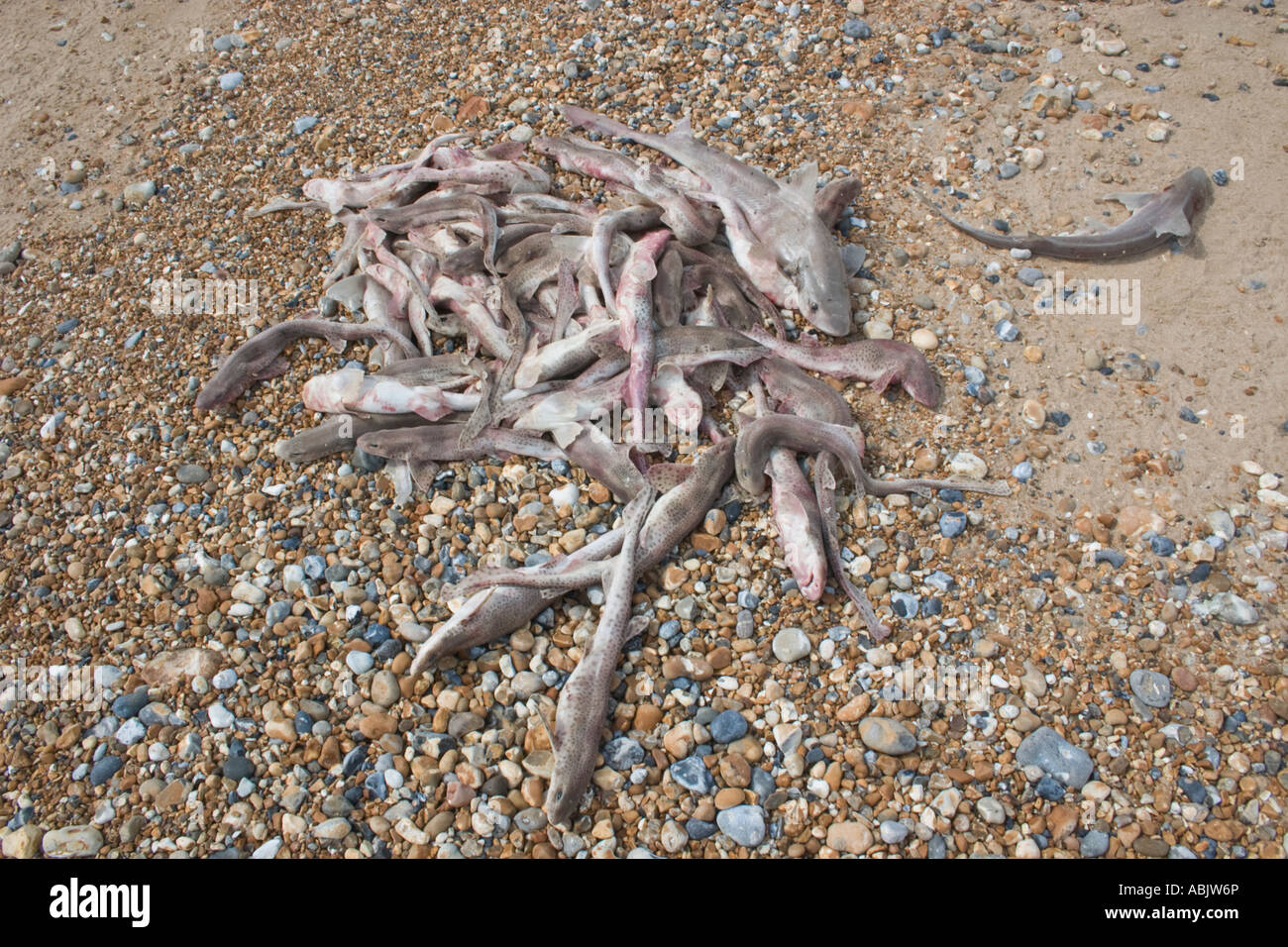 Dead dogfish hi-res stock photography and images - Alamy
