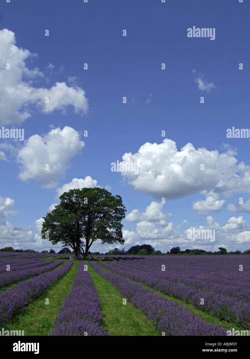 Oak tree in lavender field hi-res stock photography and images - Alamy