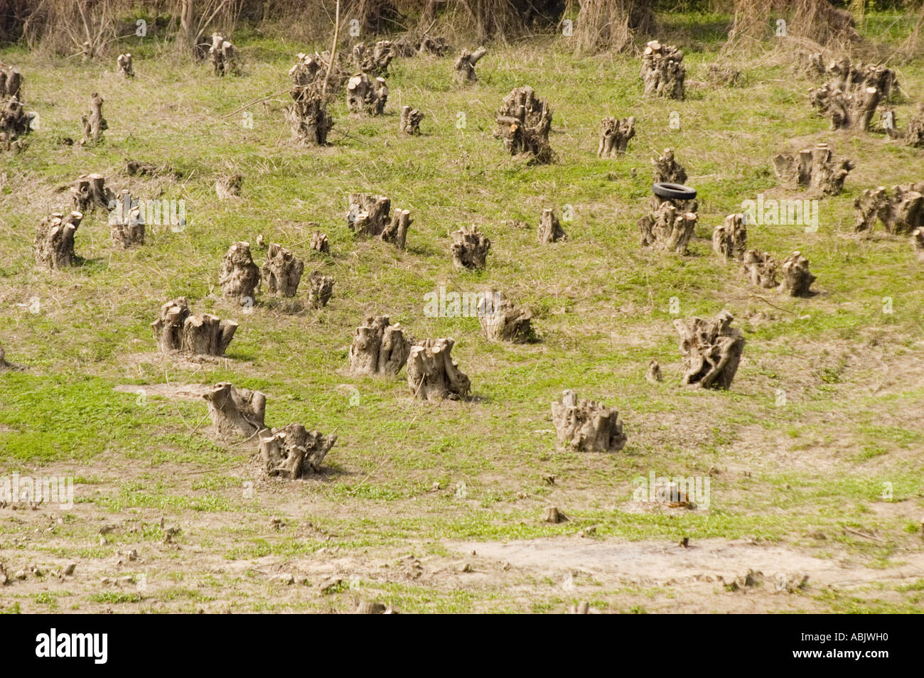 Field of tree stump after cutting trees - deforestation, illustrating ...