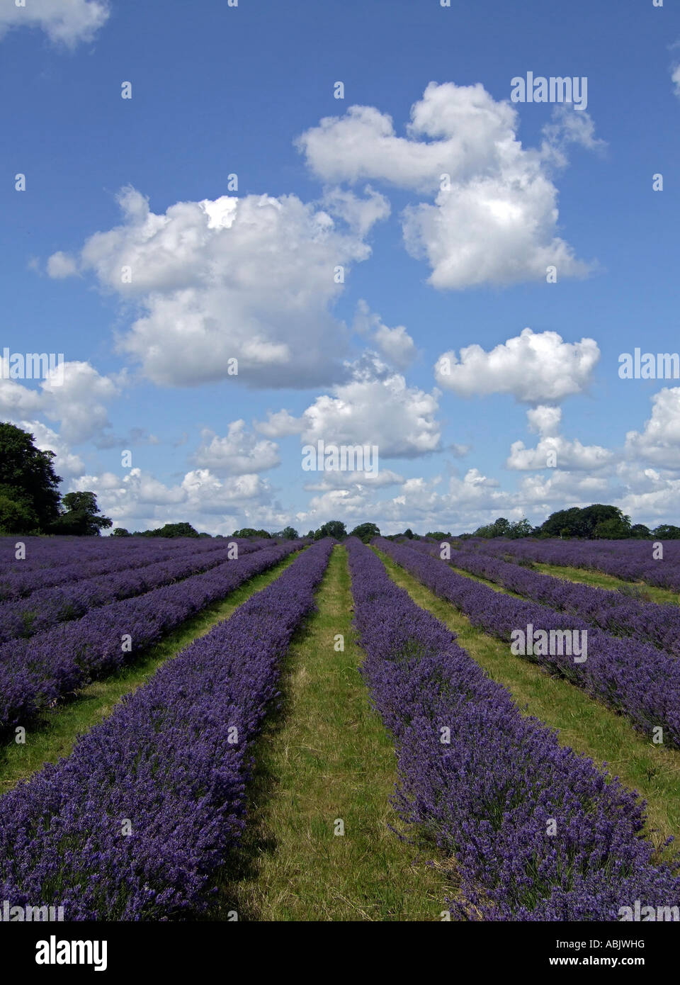 lavender field, Surrey, England, UK Stock Photo - Alamy