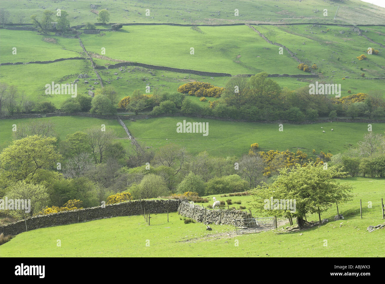 Farming landscape of Cumbria showing dry stone walls and grazing areas ...