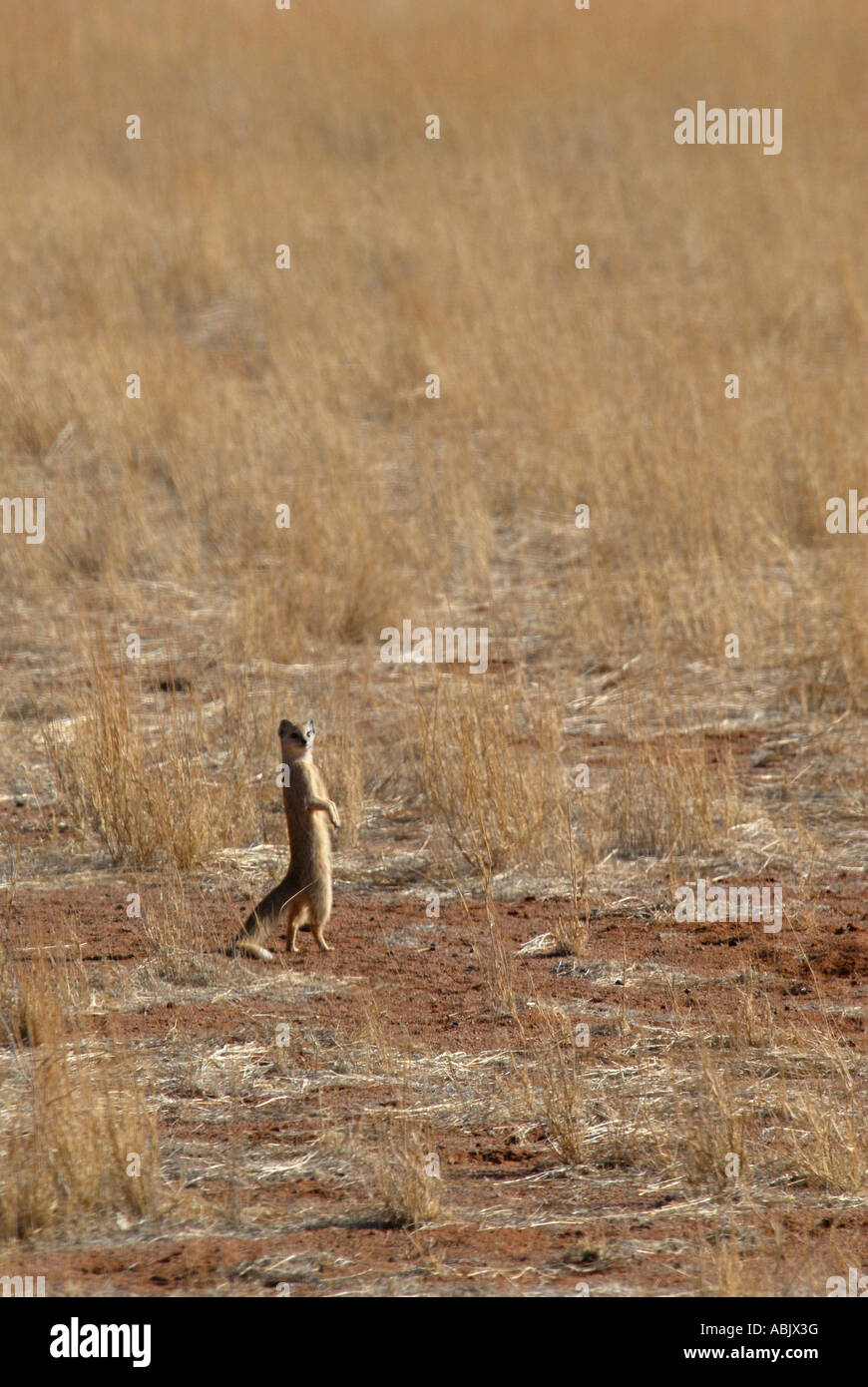 White tail mongoose ichneumia albicauda hi-res stock photography and ...