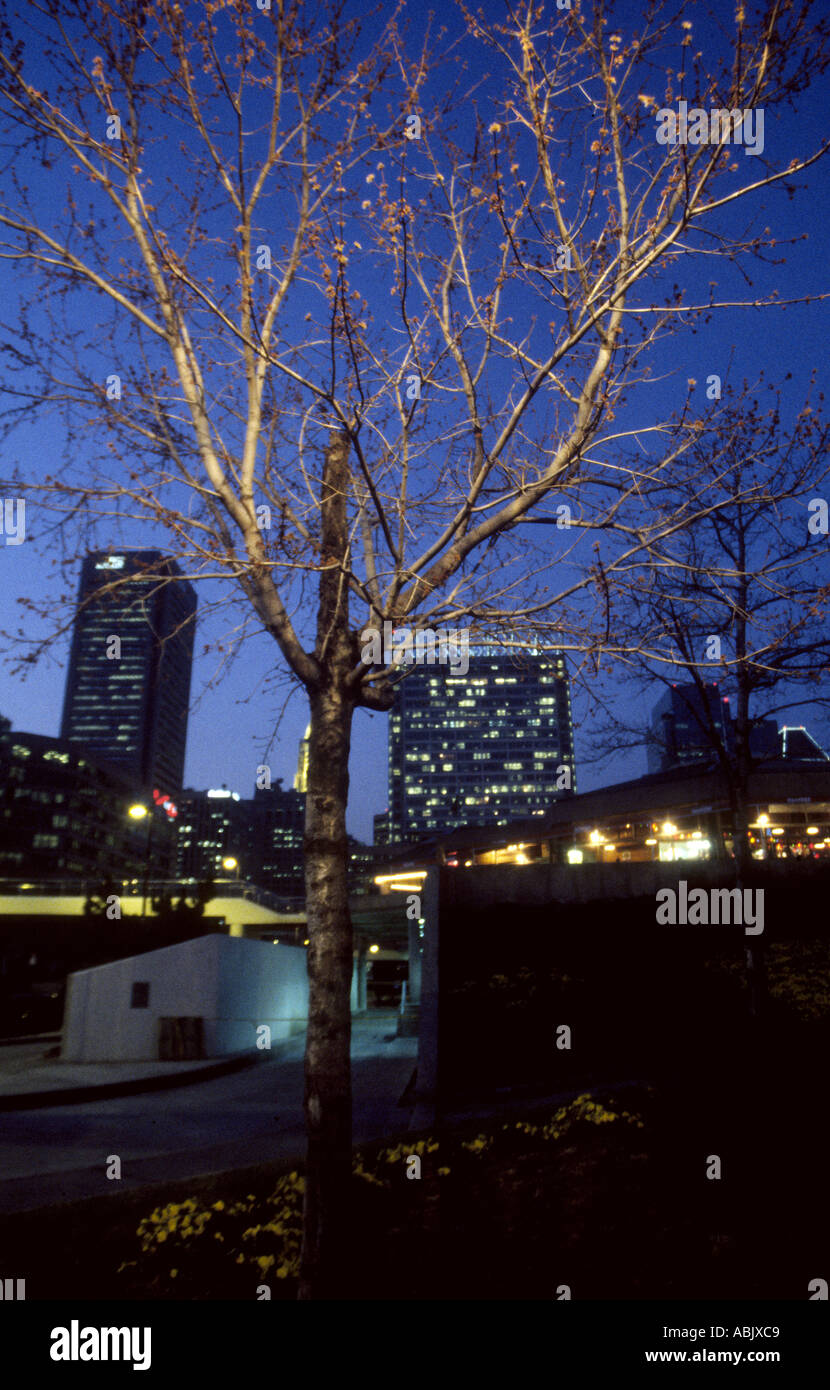 tree in baltimore Stock Photo - Alamy