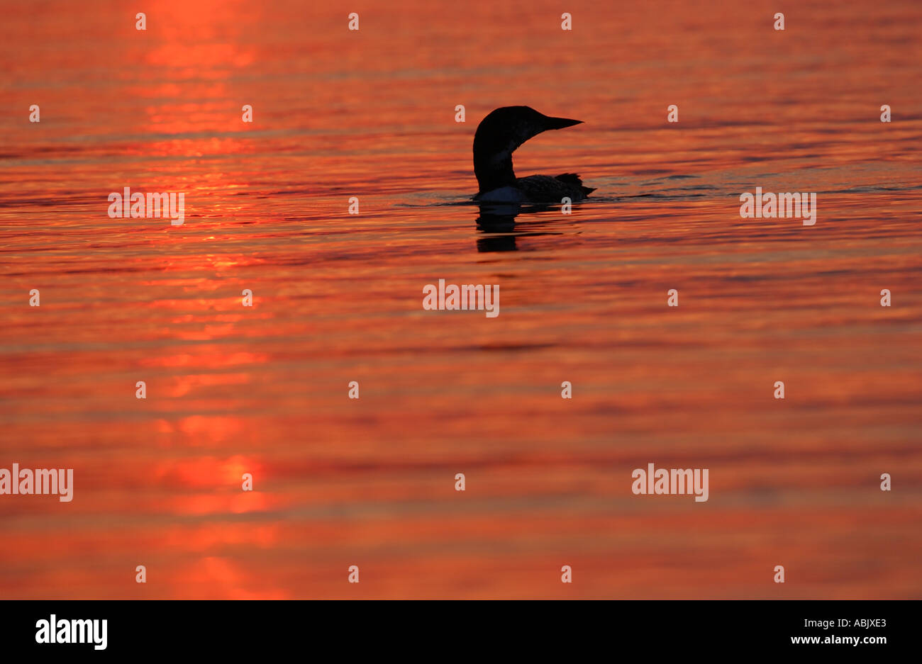 Silhouette of common loon hi-res stock photography and images - Alamy