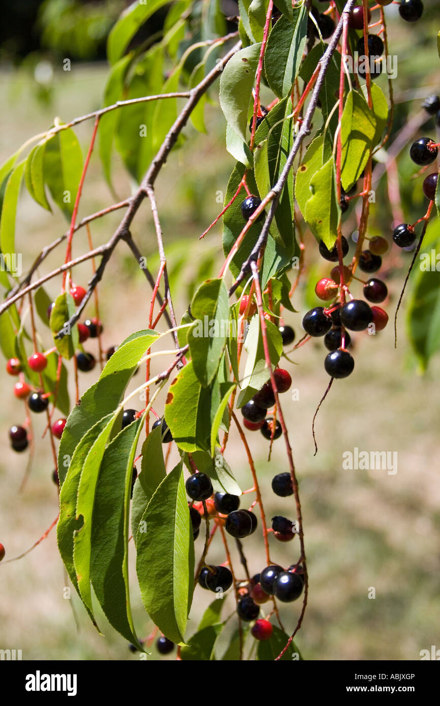 Chokecherry Prunus virginiana Stock Photo - Alamy