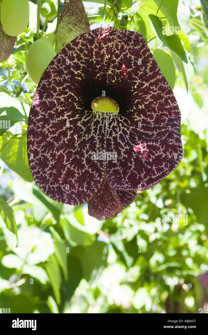 Calico flower Aristolochia elegans is an evergreen vine with unusual ...