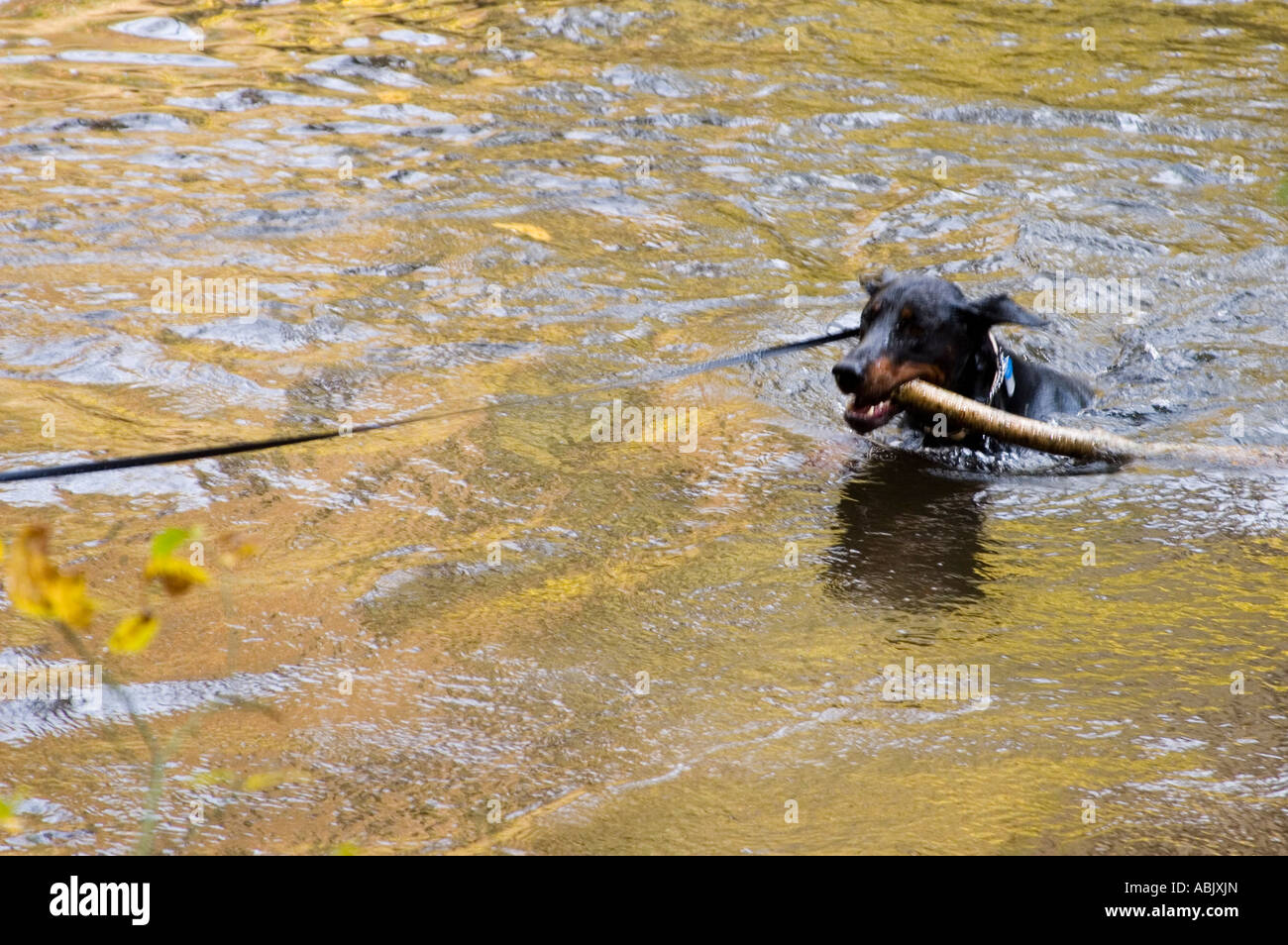 Dog on a leash retrieving stick from Ridley Creek in Ridley Creek State ...