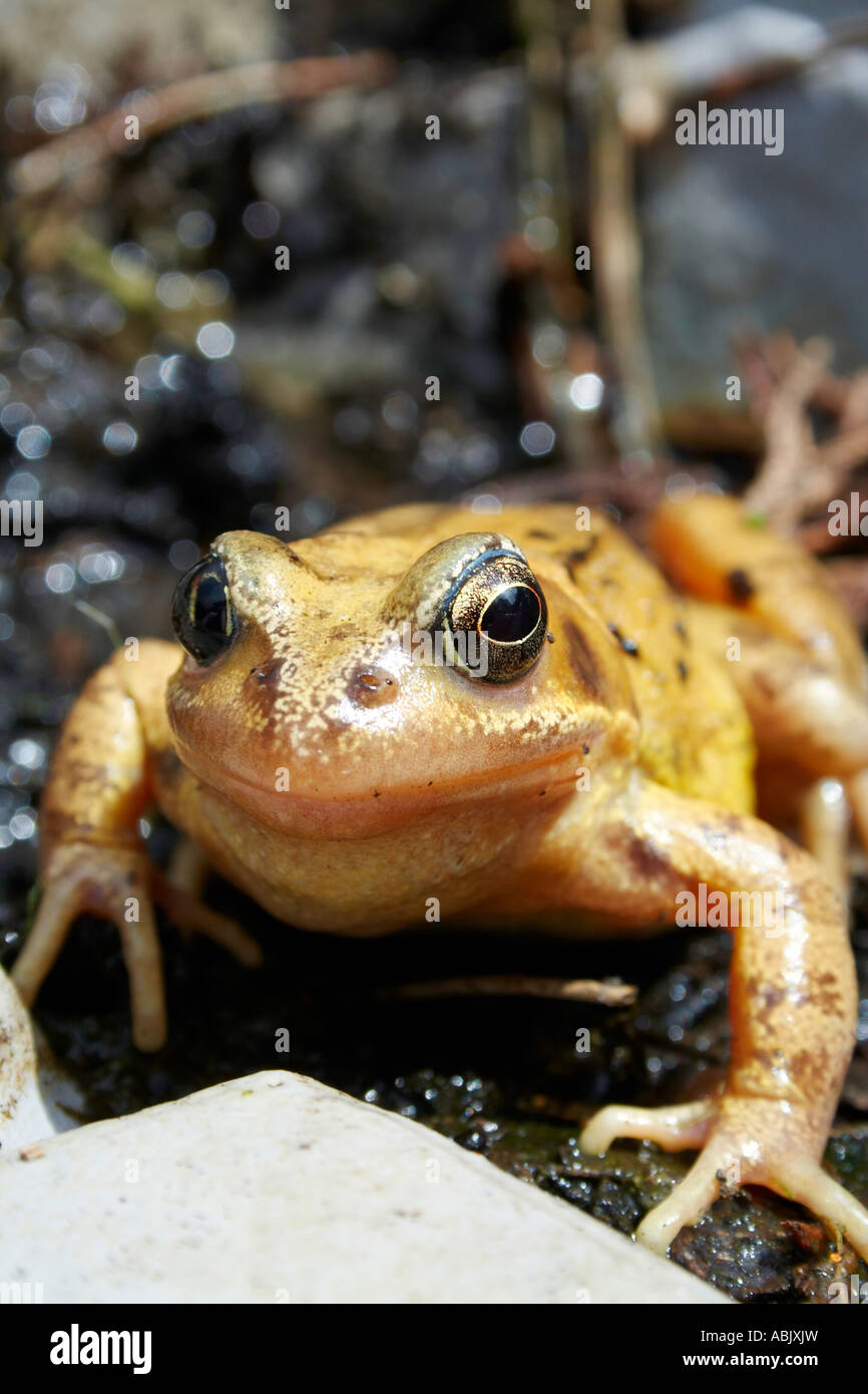 A Common Frog Stock Photo - Alamy