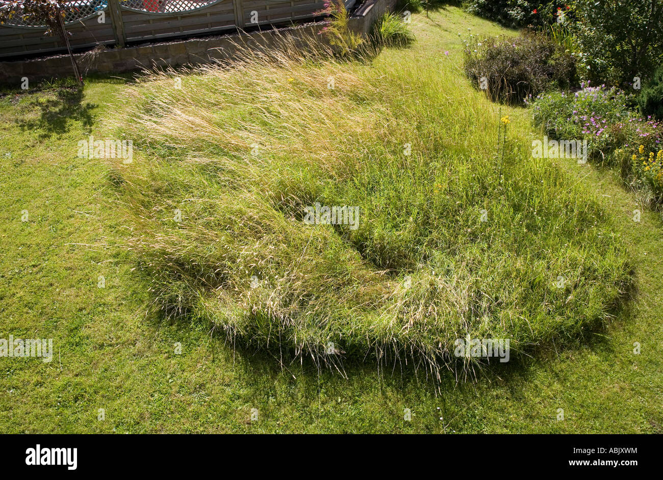 Unmown lawn hi-res stock photography and images - Alamy