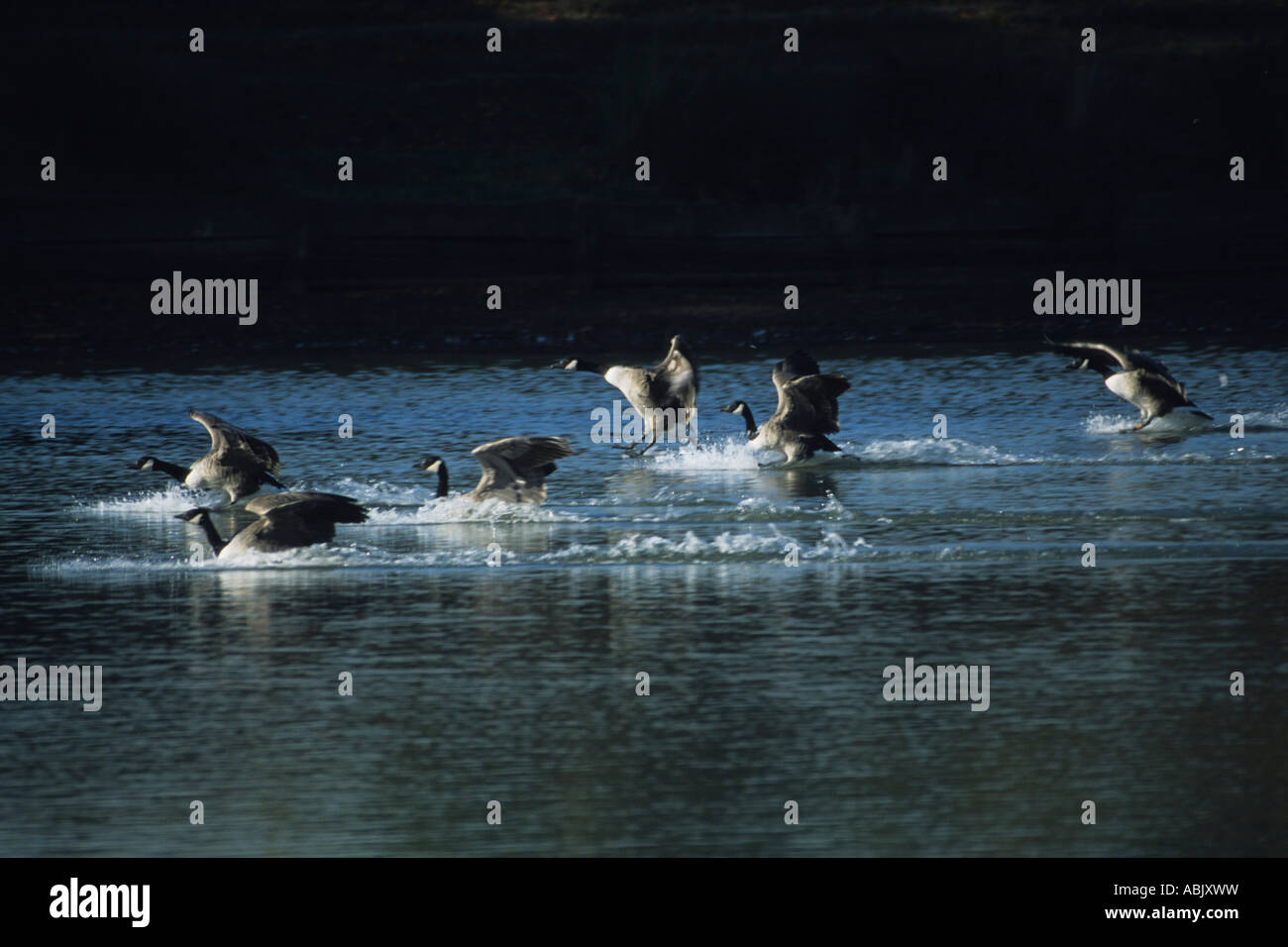 Canada geese landing on park pond Stock Photo - Alamy