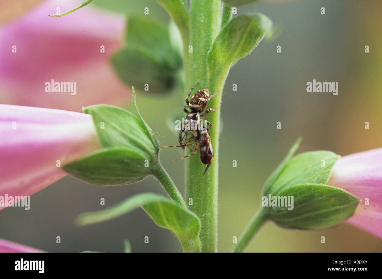 Jumping spider preying on insect Stock Photo - Alamy