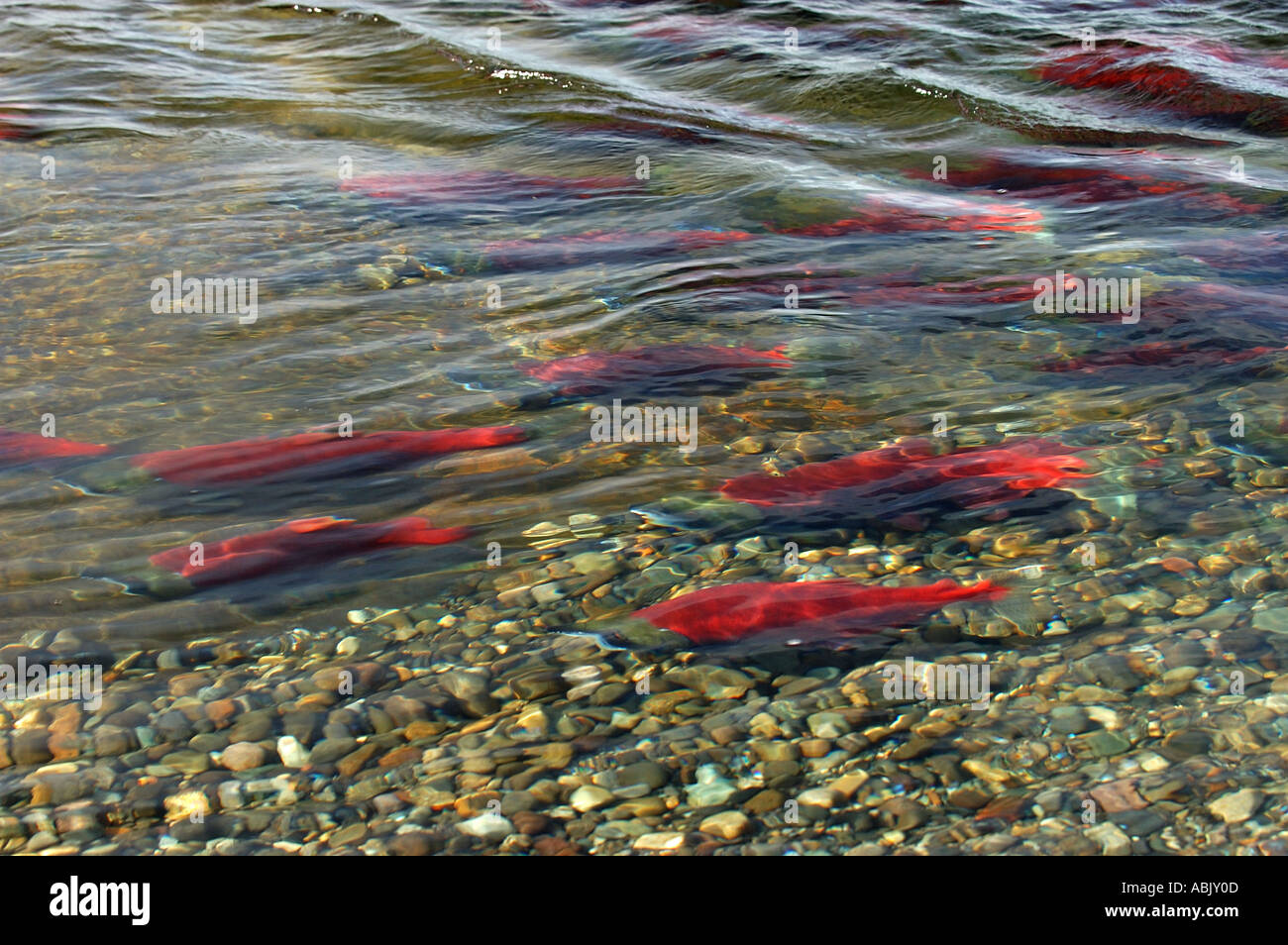 Sockeye salmon in shallow water Alaska USA Stock Photo - Alamy