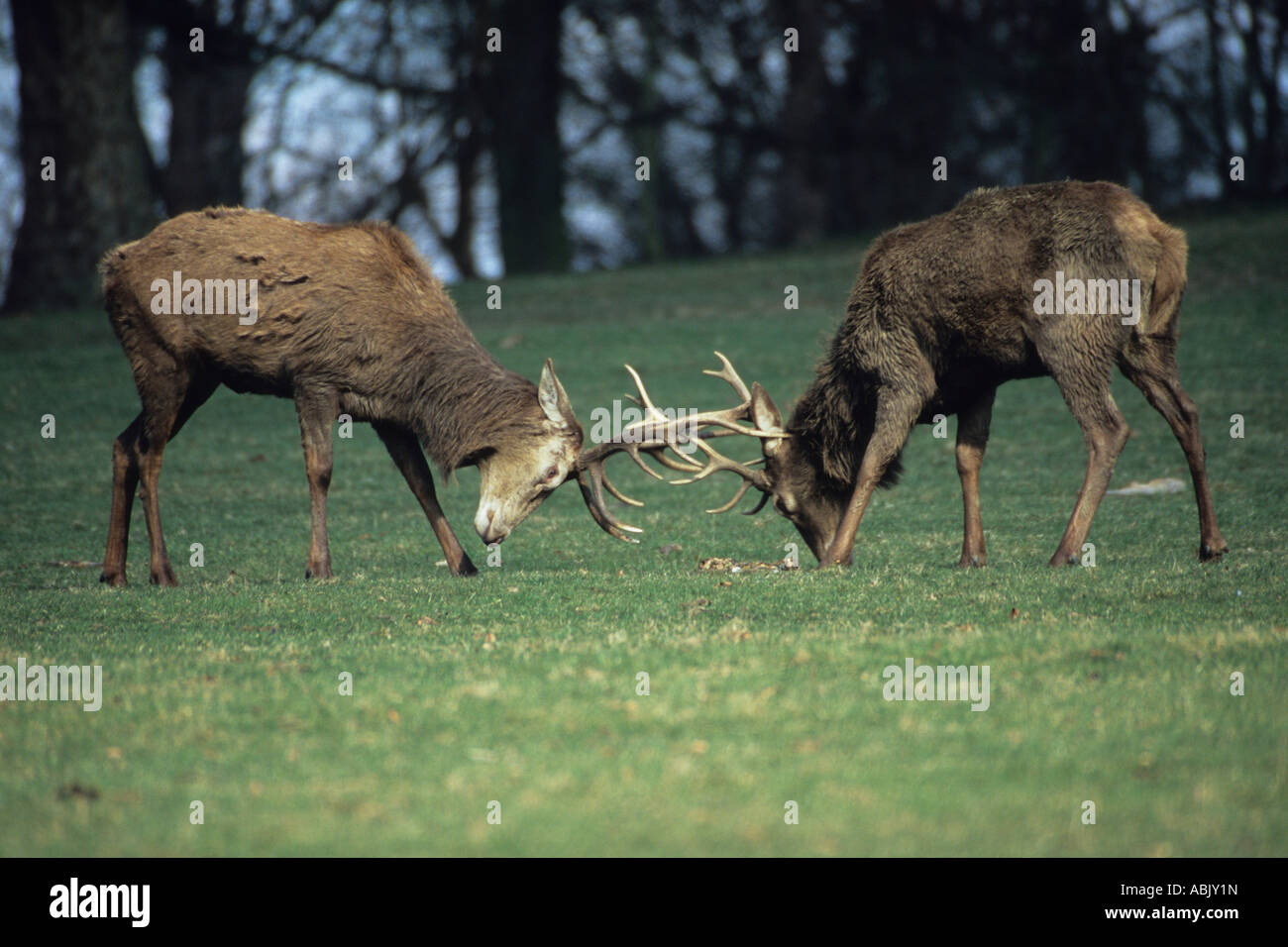 Deer locking antlers hi-res stock photography and images - Alamy