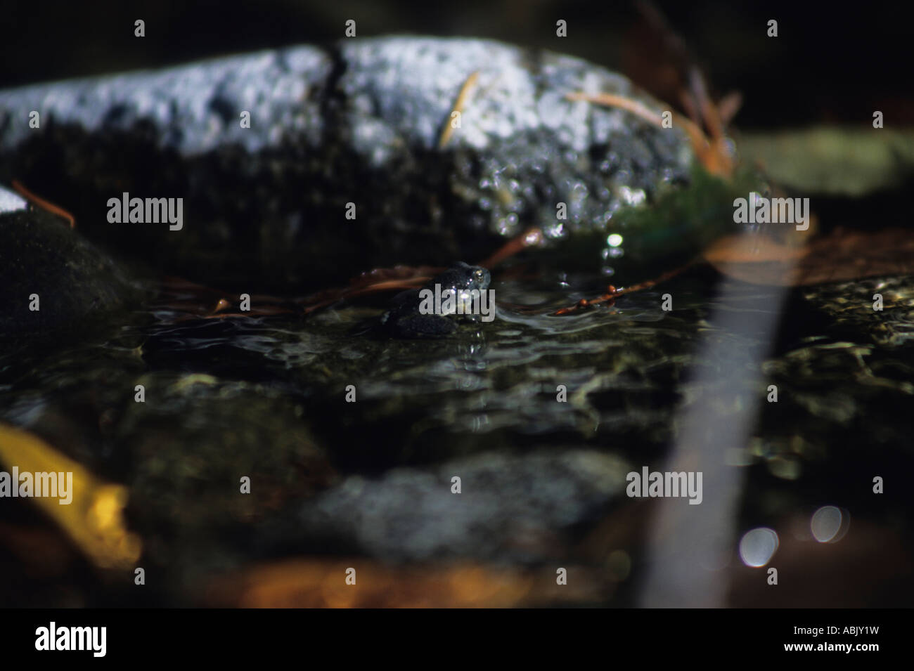 Froglet in stream Stock Photo - Alamy