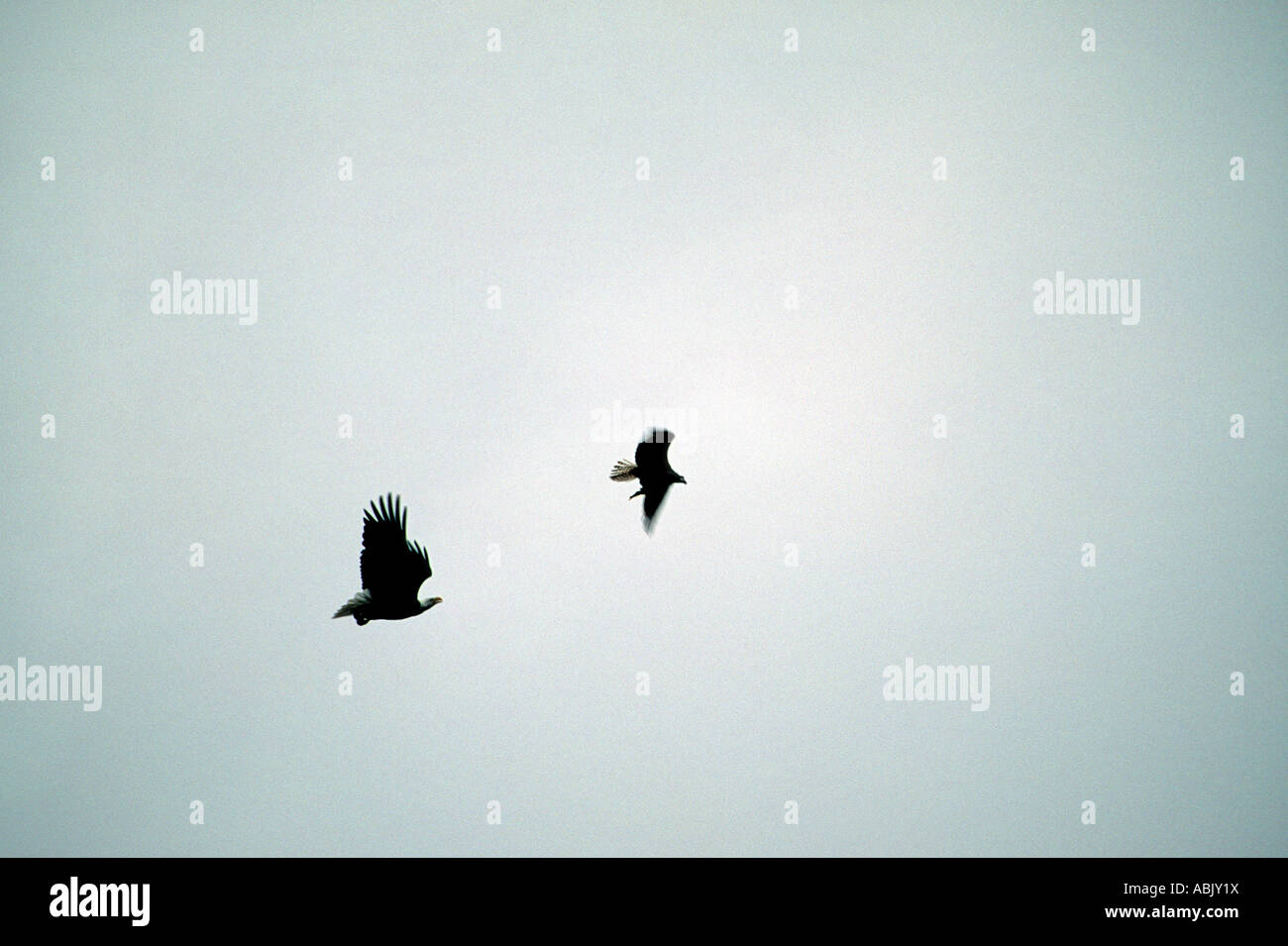 Bald eagle chasing osprey for fish Stock Photo - Alamy