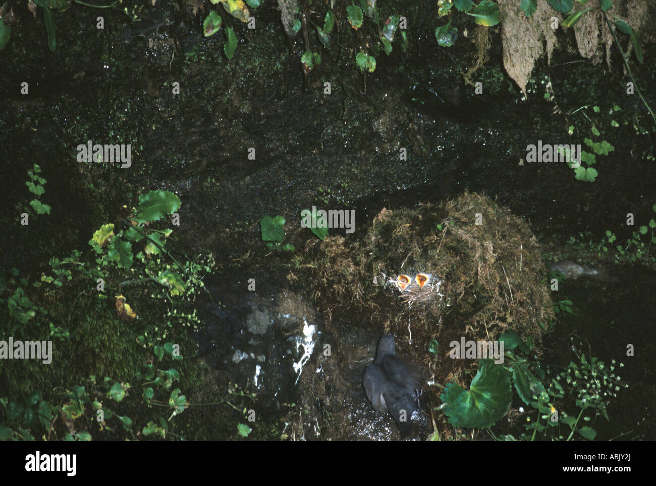 American dipper waterfall hi-res stock photography and images - Alamy