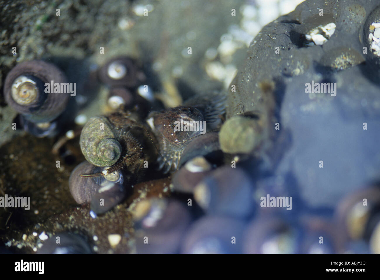 Blenny surrounded by snails pearing out of rock pool Stock Photo - Alamy