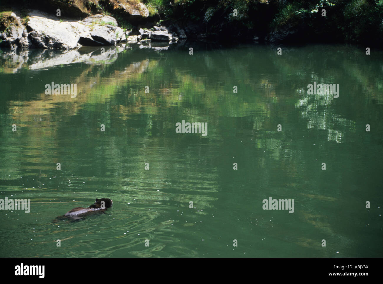 Rogue bear hi-res stock photography and images - Alamy