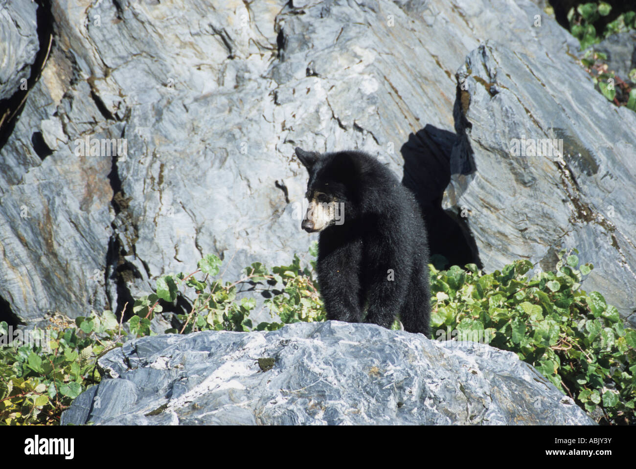 American black bear yearling Oregon Stock Photo - Alamy