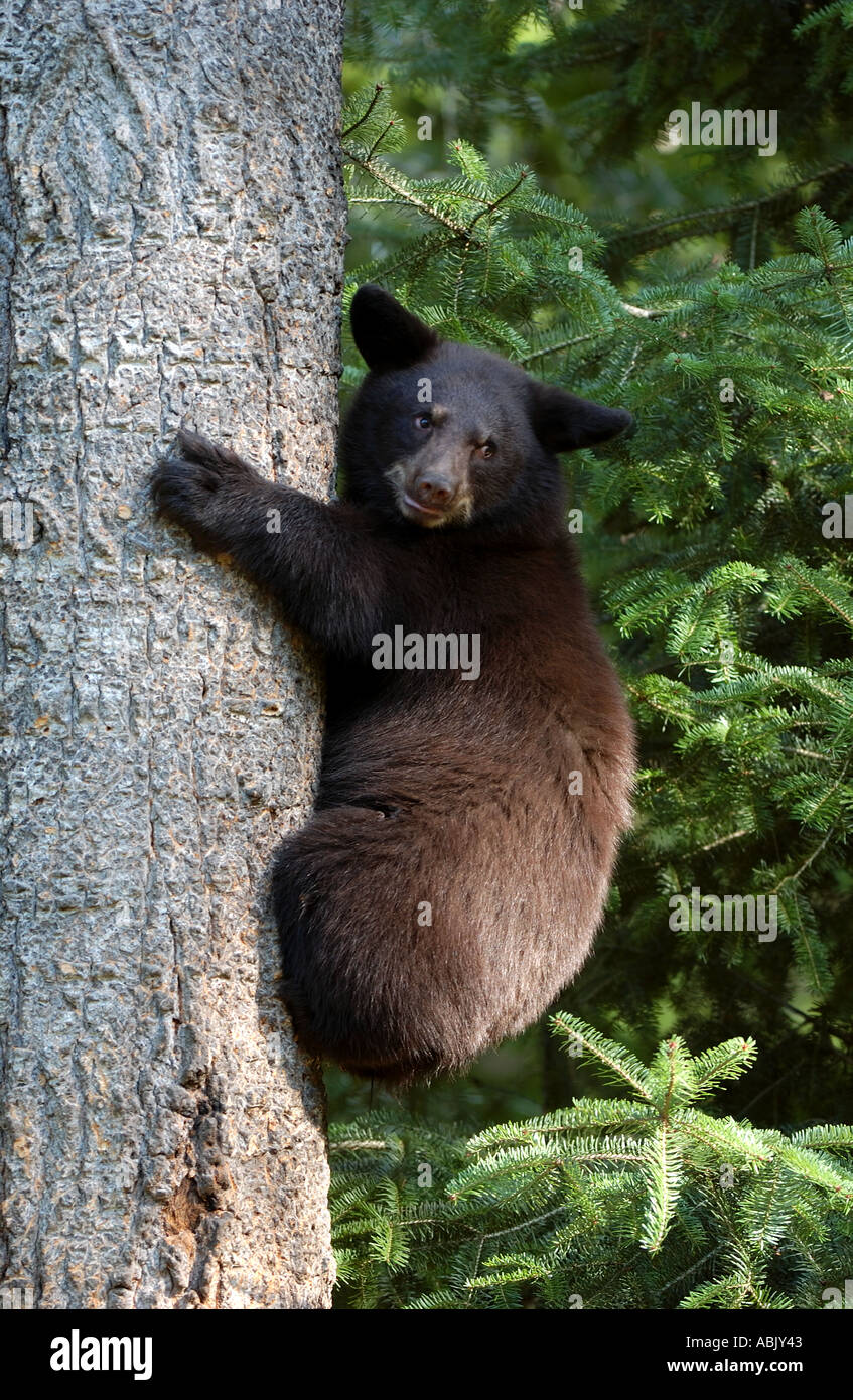 Black bear ursus americanus cub minnesota hi-res stock photography and ...