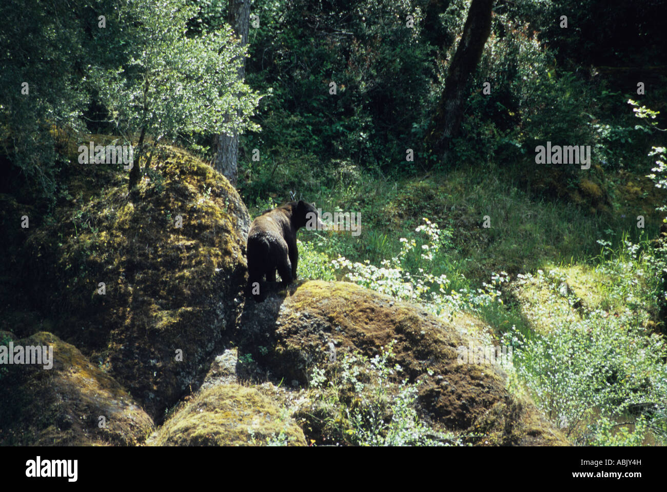 Black bear ursus americanus west hi-res stock photography and images ...