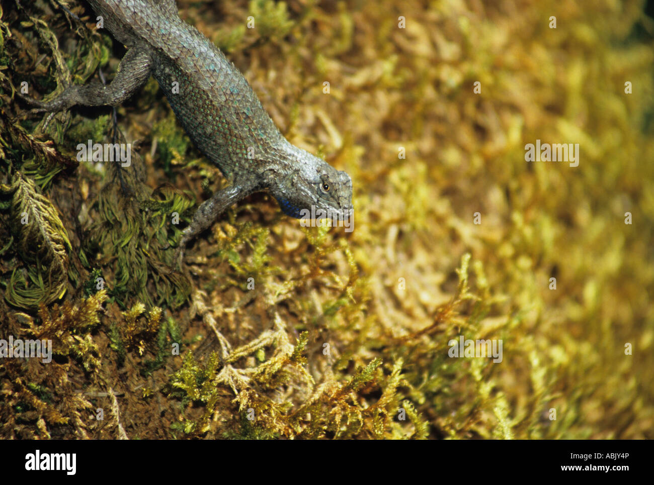 Western fence lizard with blue throat on green moss Stock Photo - Alamy