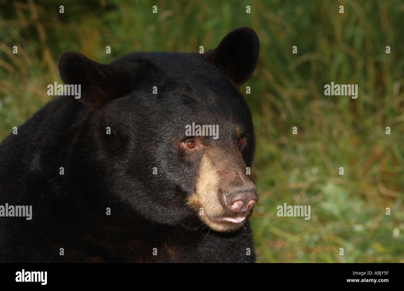 American bear minnesota hi-res stock photography and images - Alamy