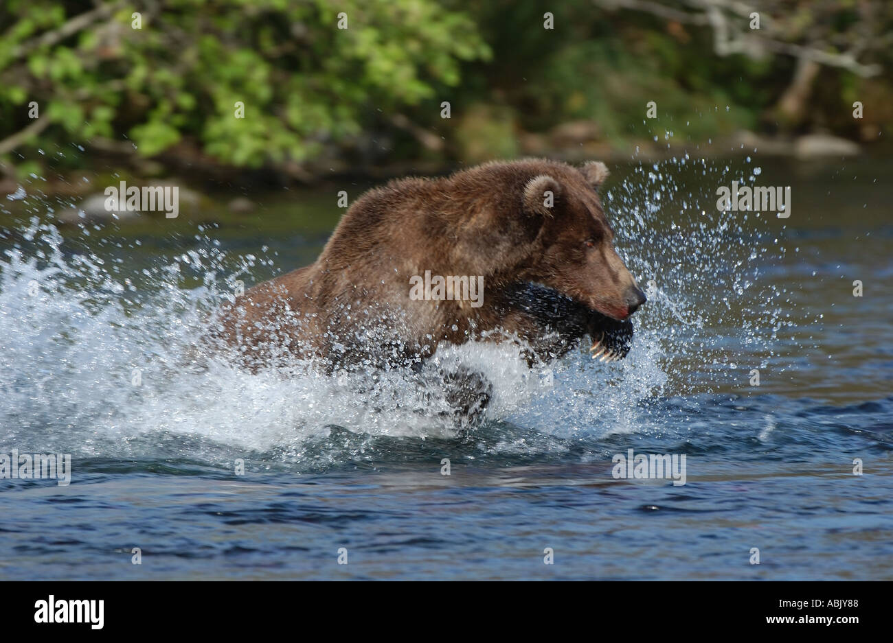 Alaska brown bear chasing fish hi-res stock photography and images - Alamy