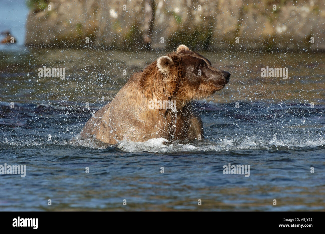 Brown bear shaking off water hi-res stock photography and images - Alamy