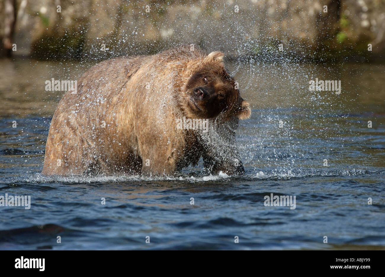 Brown bear shaking off water Alaska USA Stock Photo - Alamy