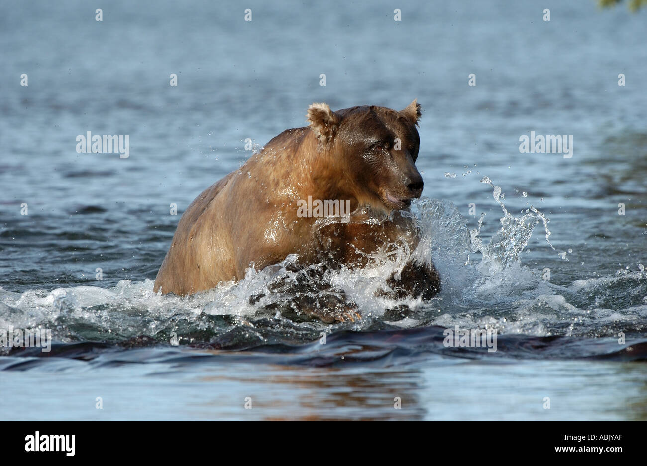 Bear with fish hi-res stock photography and images - Alamy