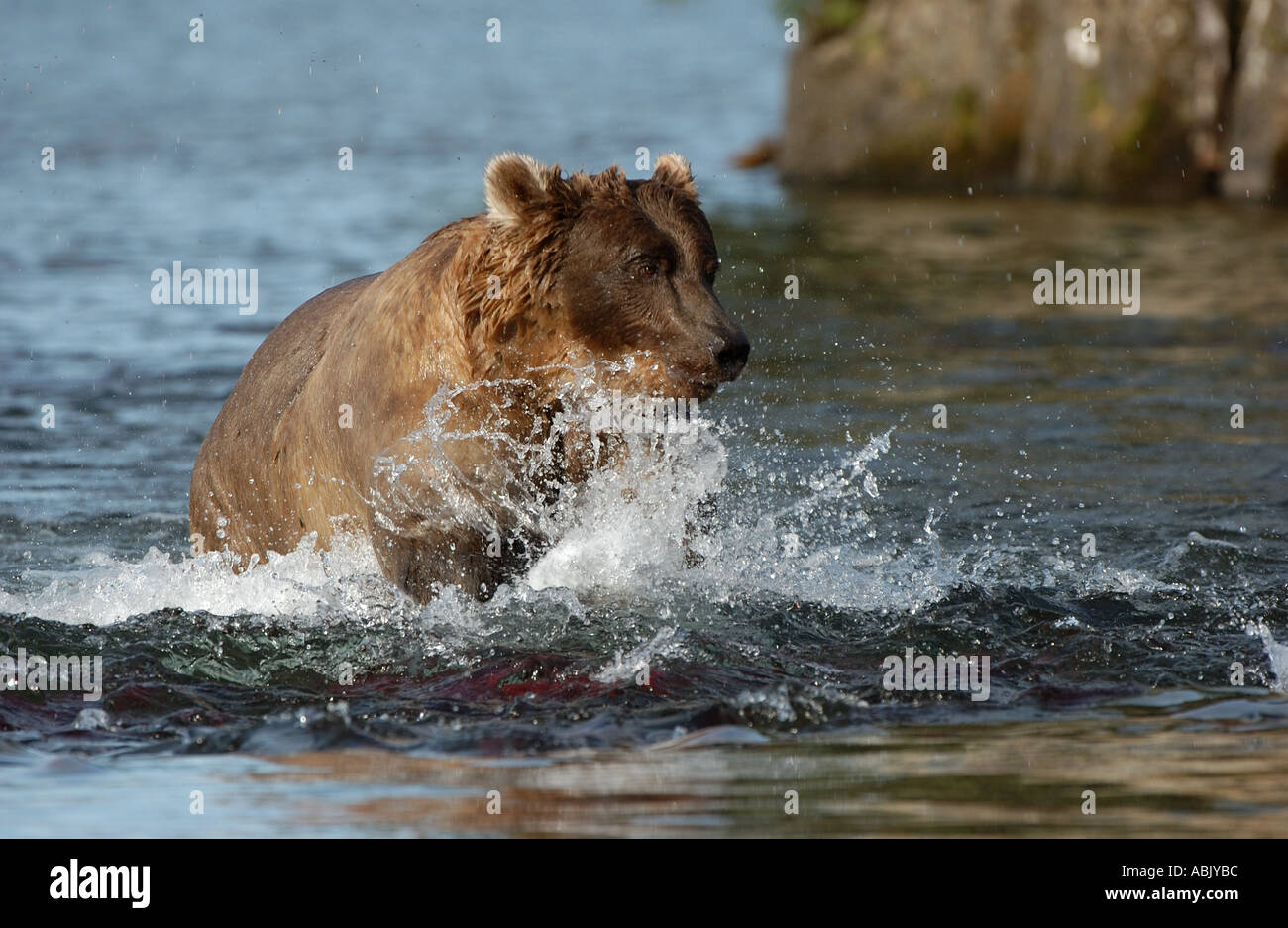 Brown bear chasing fish Alaska USA Stock Photo - Alamy