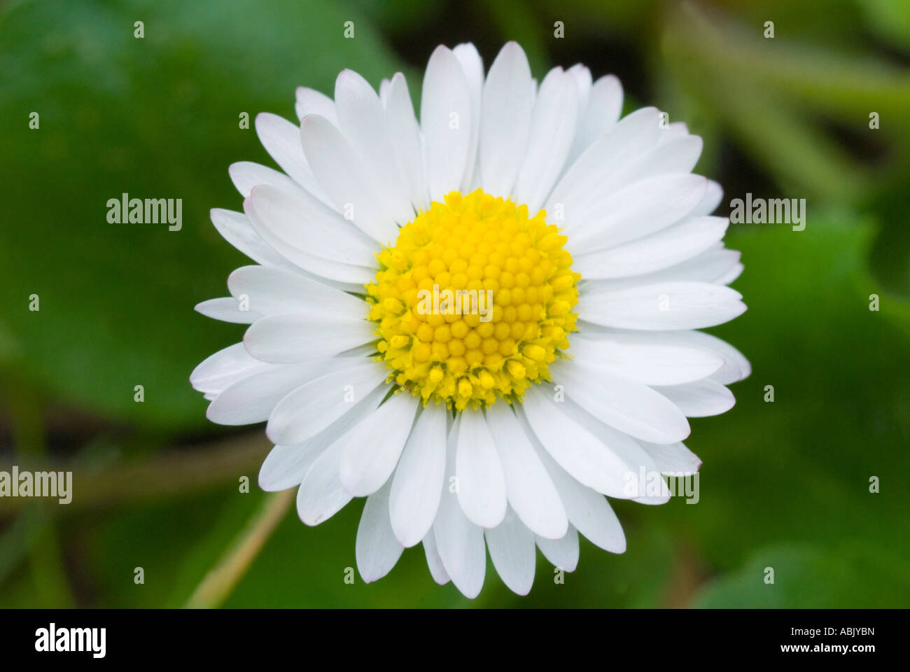 Small white daisy flower hi-res stock photography and images - Alamy
