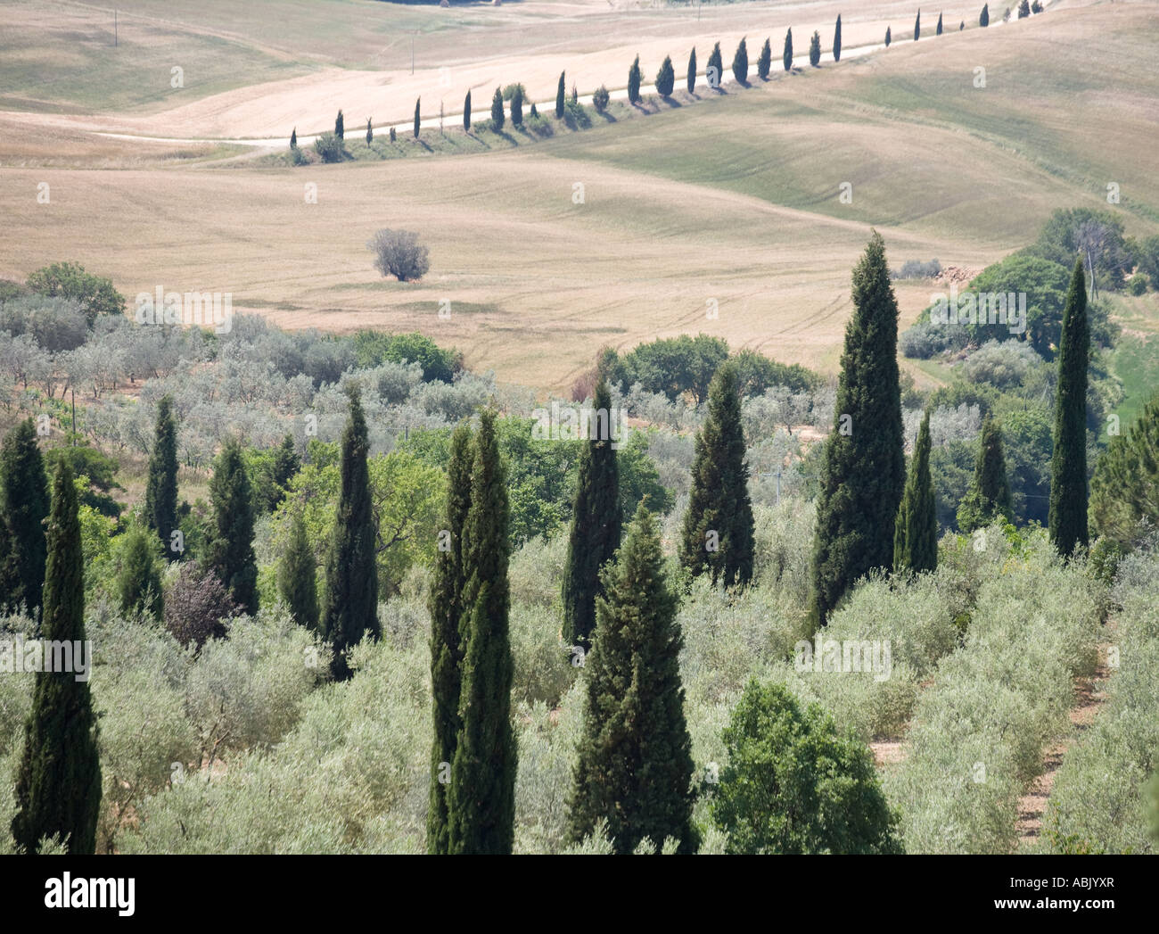 Cypress tree lined Italian roads and olive trees in Tuscany June ...