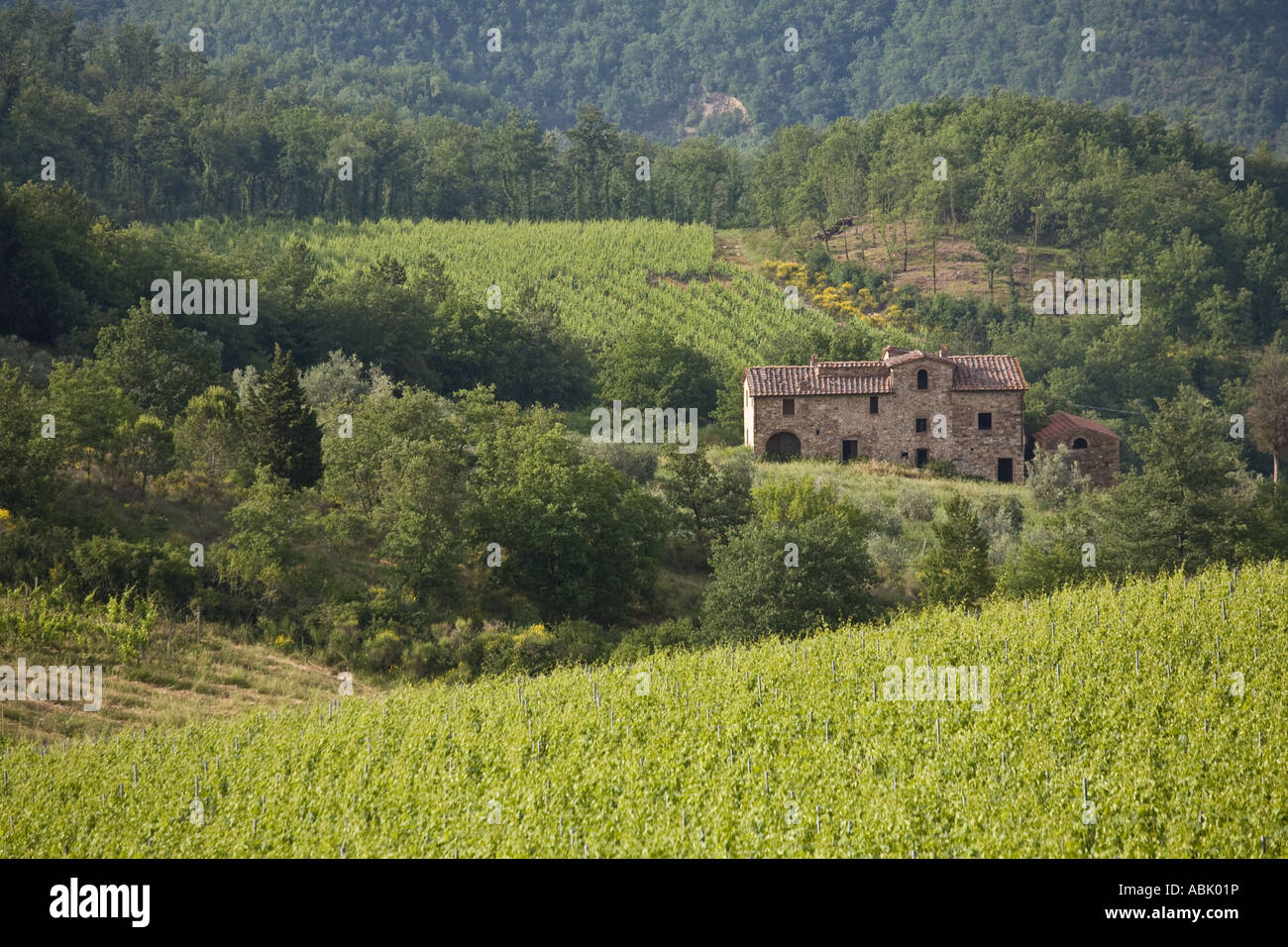 Italian rural countryside with cypress trees, a farming Landscape ...