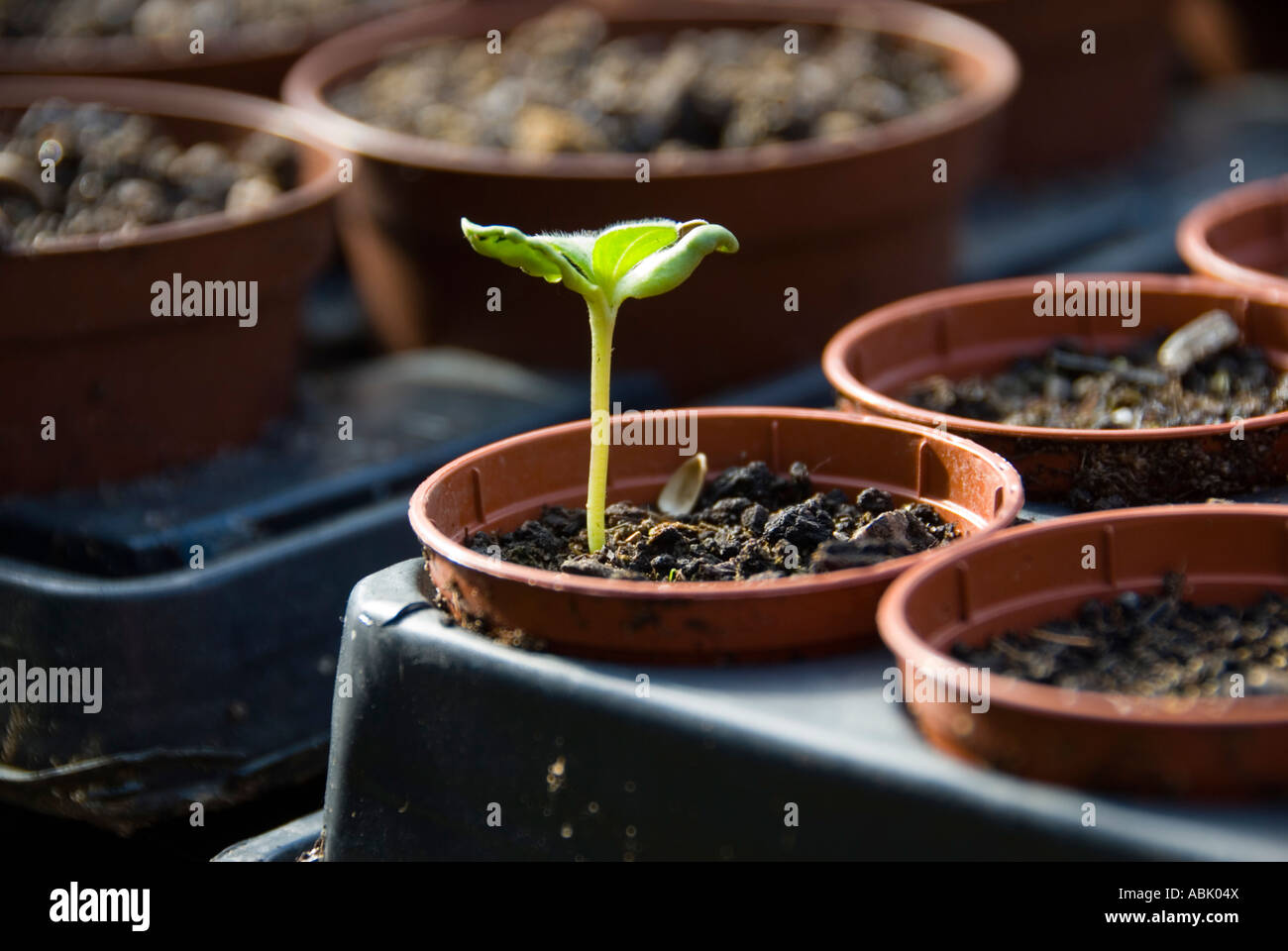 Sprouting sunflower plant hi-res stock photography and images - Alamy