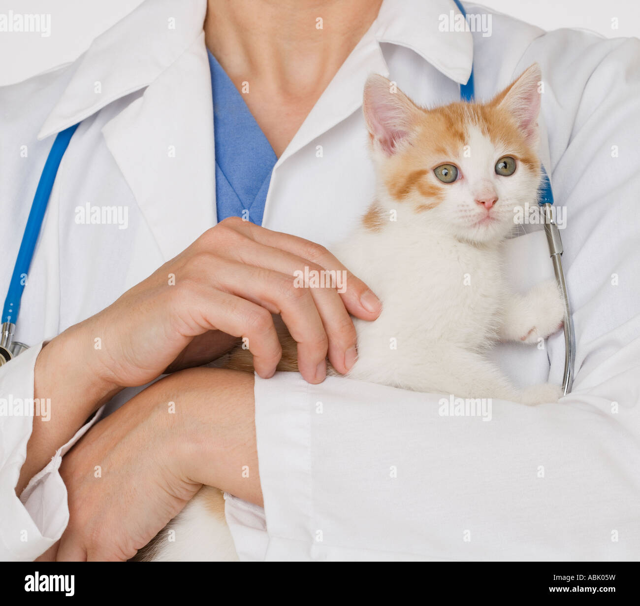 Veterinarian holding kitten Stock Photo - Alamy