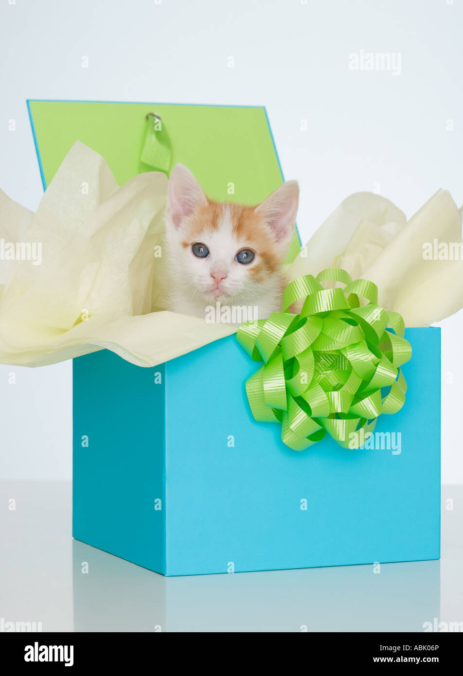 Tissue box cat hi-res stock photography and images - Alamy