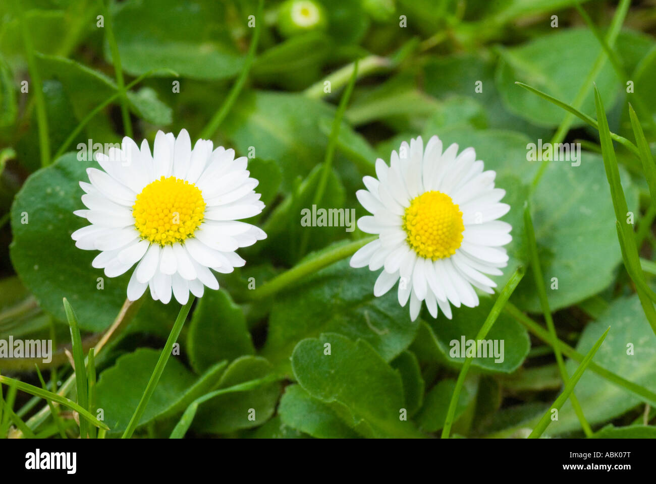 Two Daisy Flowers in a Lawn Stock Photo - Alamy