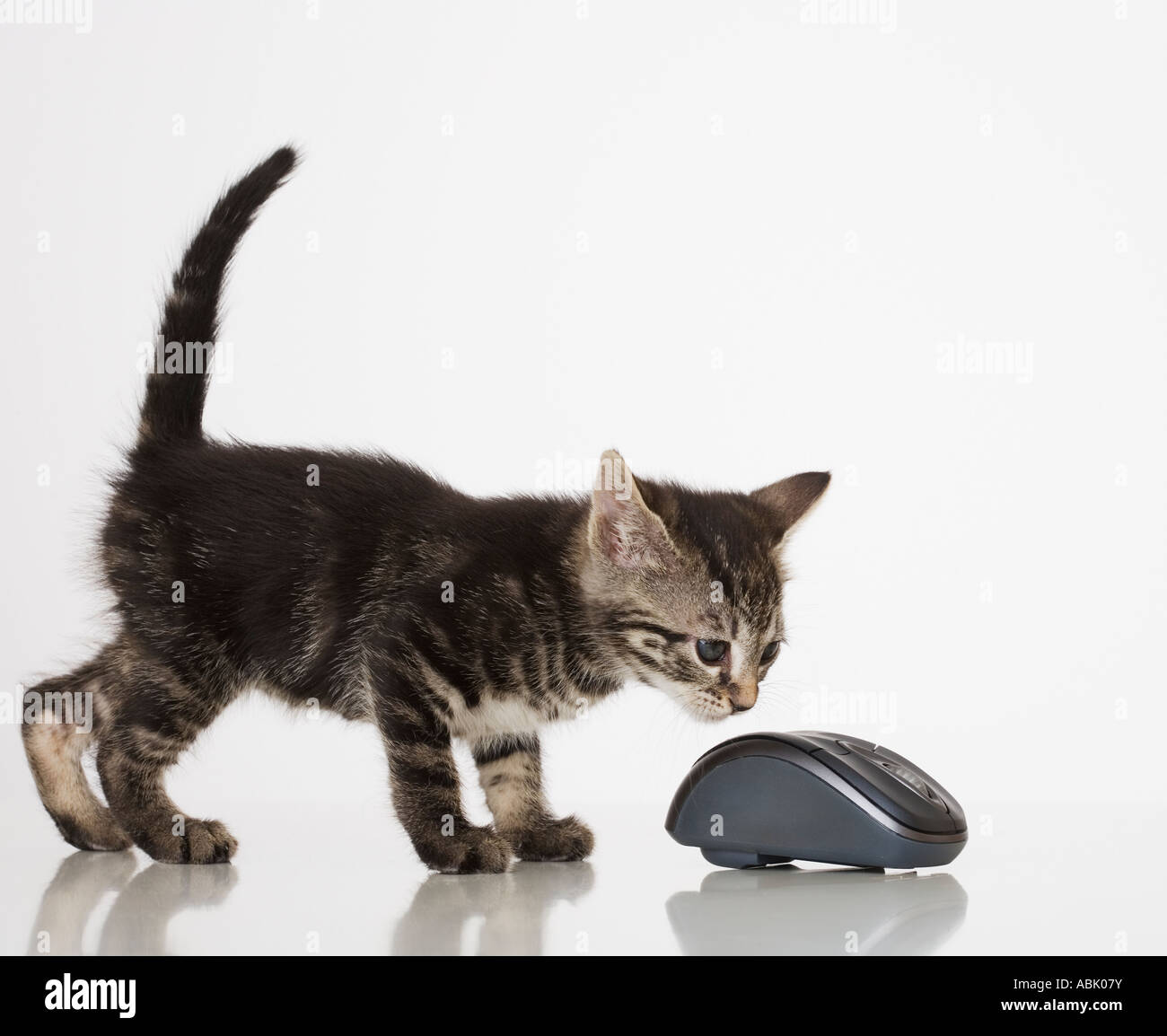 Kitten smelling computer mouse Stock Photo - Alamy