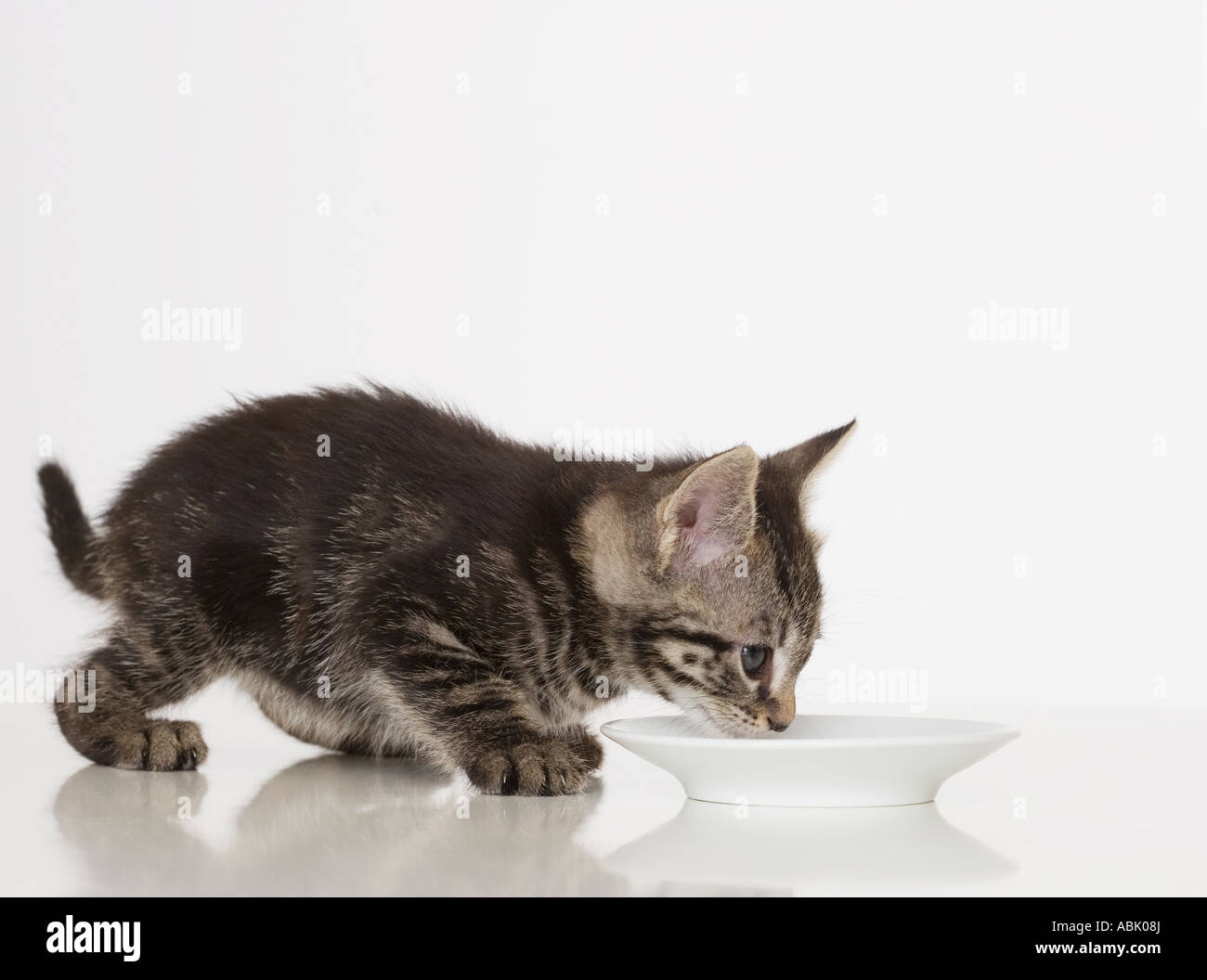 Kitten drinking bowl hi-res stock photography and images - Alamy