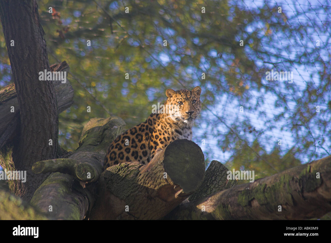Amur Leopard (Panthera pardus orientalis ) observing from timber perch ...