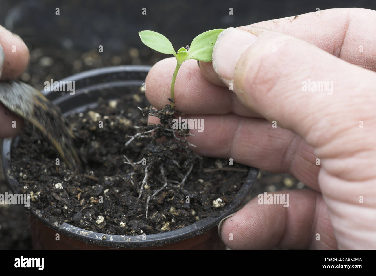 Handling propagation grow nurture potting on people gardening hi-res ...