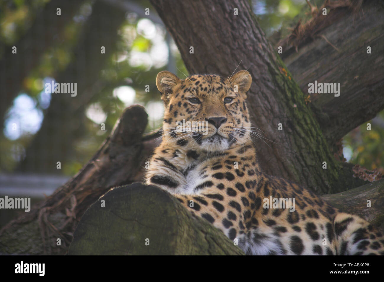 Amur Leopard Zoo Uk High Resolution Stock Photography and Images - Alamy
